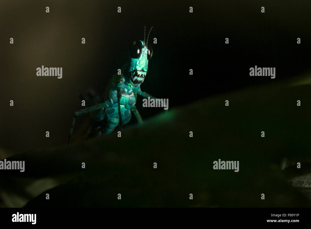 An attractive blue grasshopper. Gunung Leuser National Park, Indonesia ...