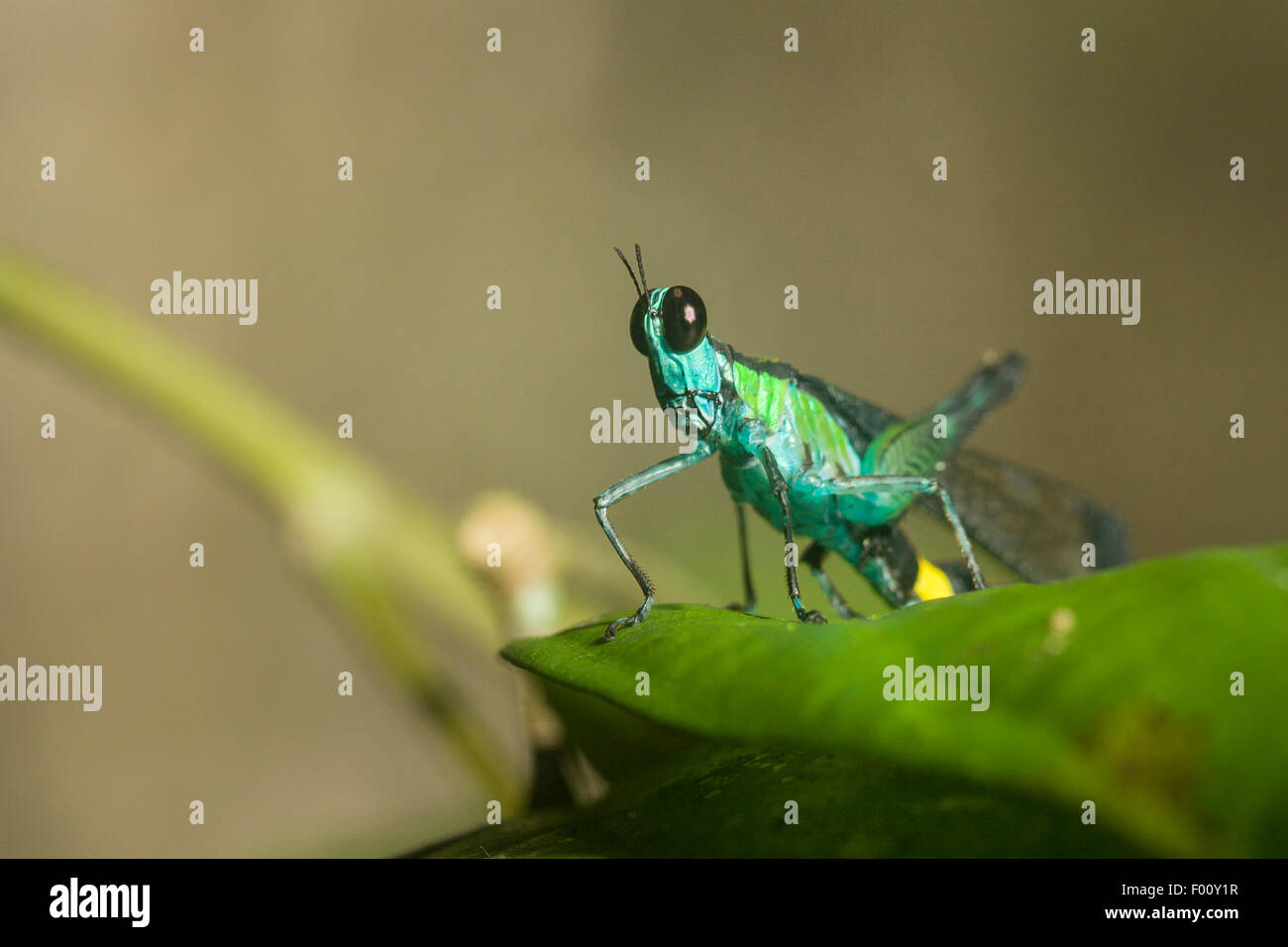 An attractive blue grasshopper. Gunung Leuser National Park, Indonesia ...