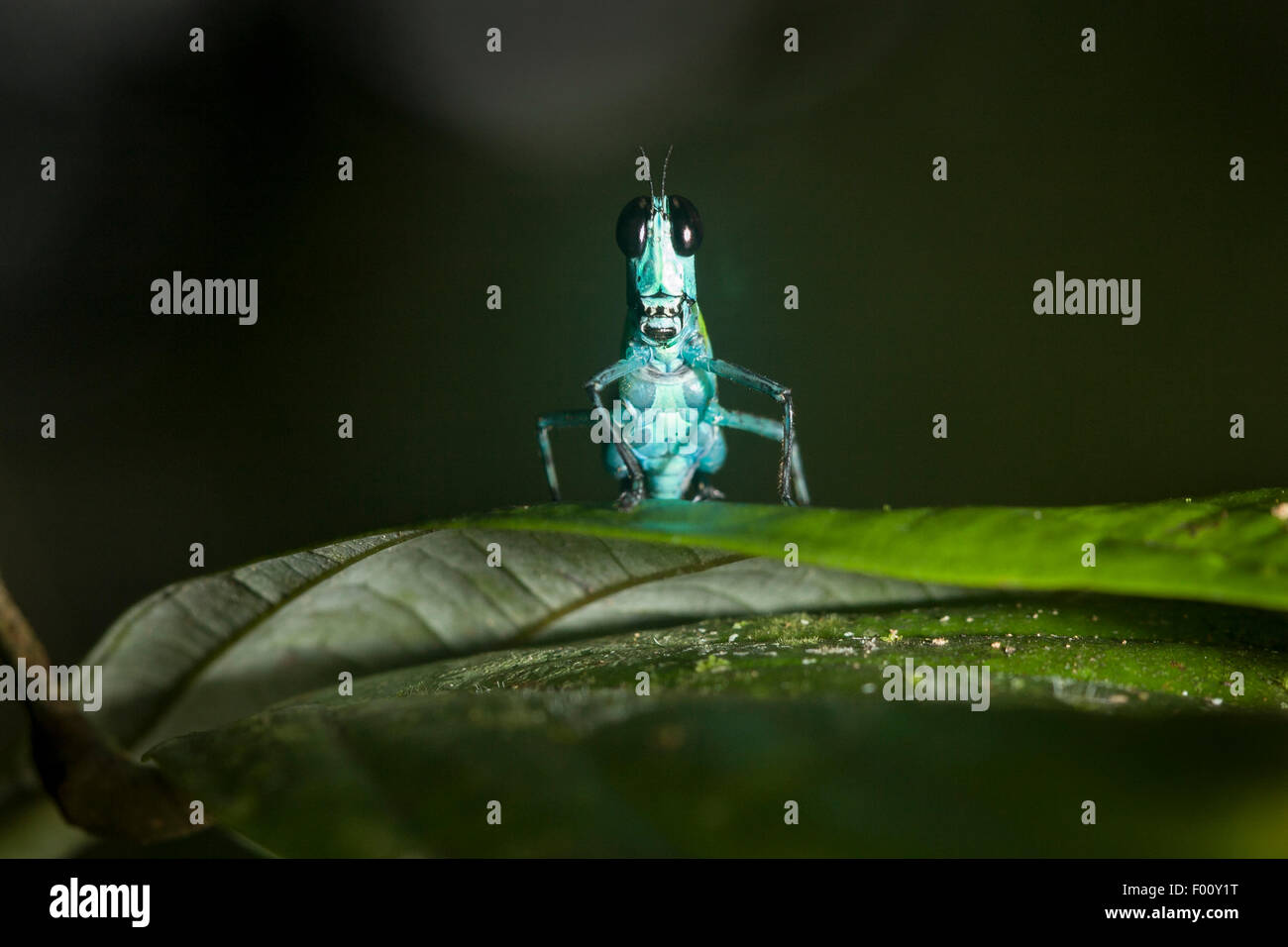 An attractive blue grasshopper. Gunung Leuser National Park, Indonesia ...