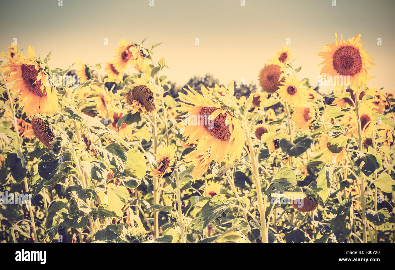 Retro vintage toned nature background made of sunflowers Stock Photo ...