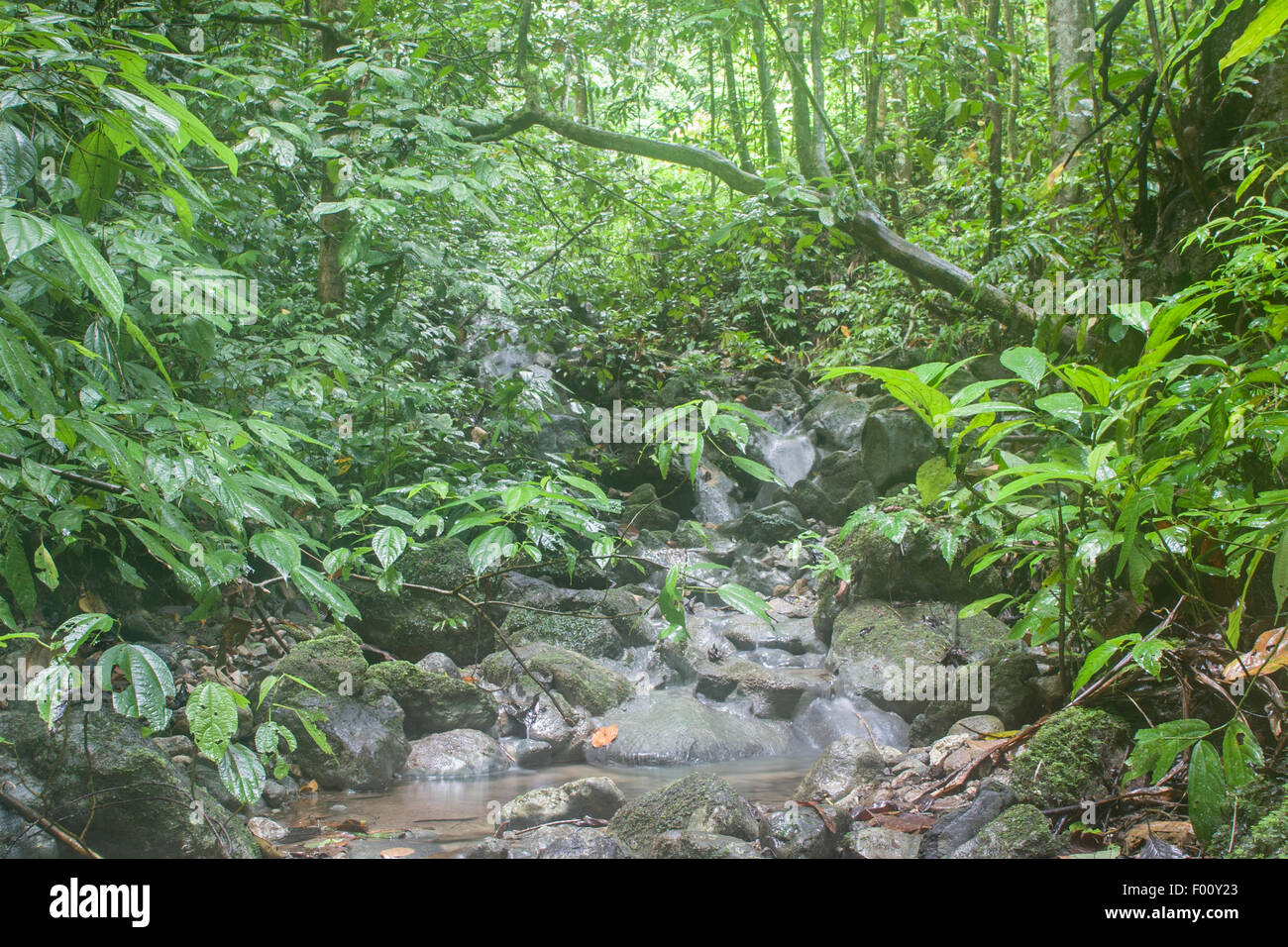 A lush rainforest stream (Gunung Leuser National Park, Sumatra ...