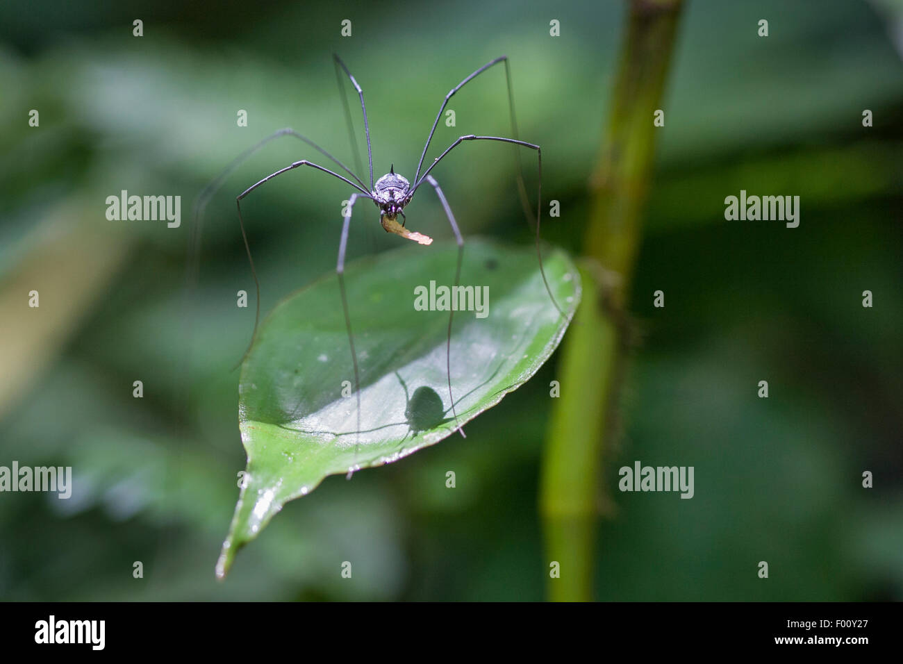 Harvestman eating hi-res stock photography and images - Alamy