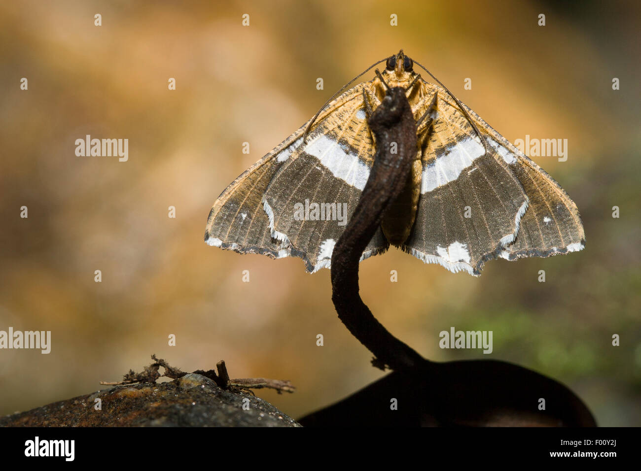 Perched on bottom hi-res stock photography and images - Alamy