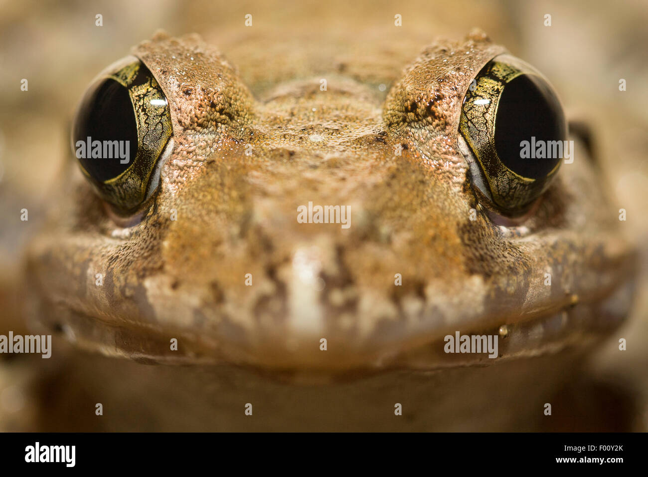 Frog eyes hi-res stock photography and images - Alamy