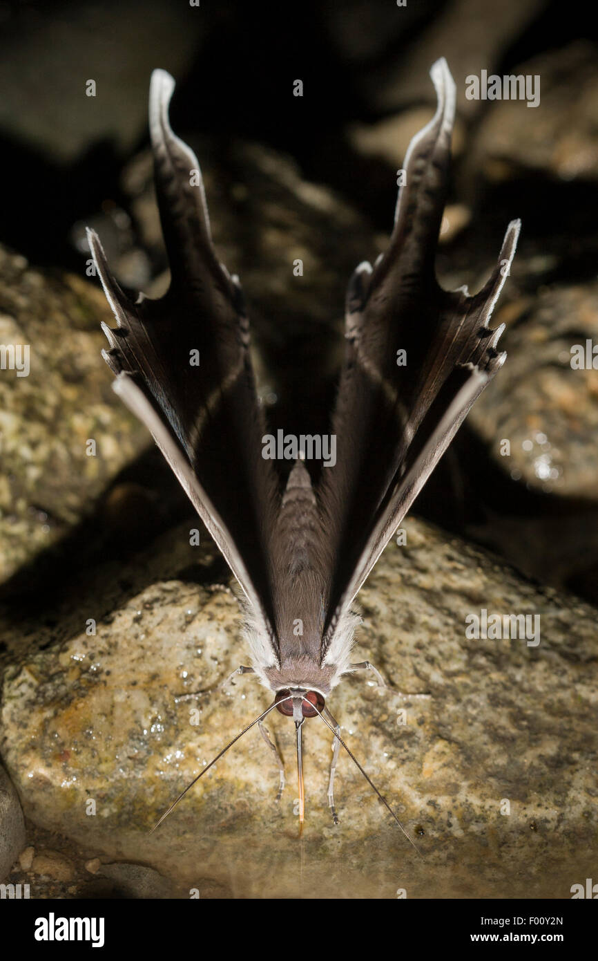 Moth drinking water hi-res stock photography and images - Alamy