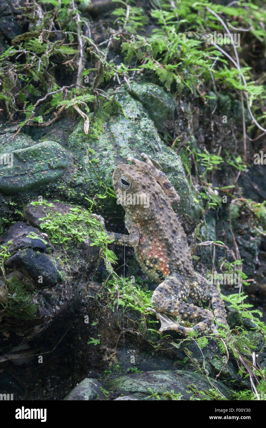 Giant frog hi-res stock photography and images - Alamy