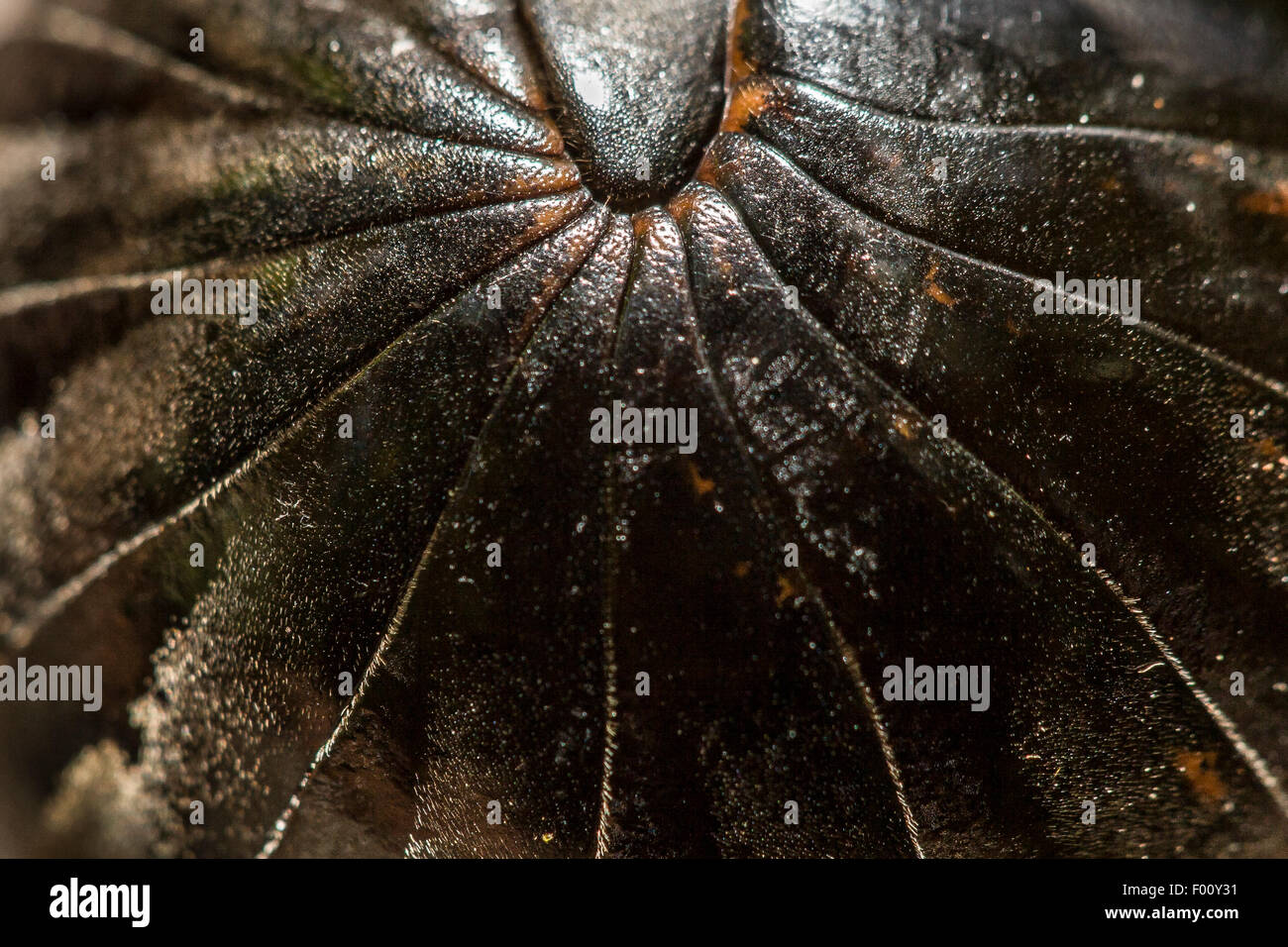 Shell of a coiled millipede Stock Photo - Alamy