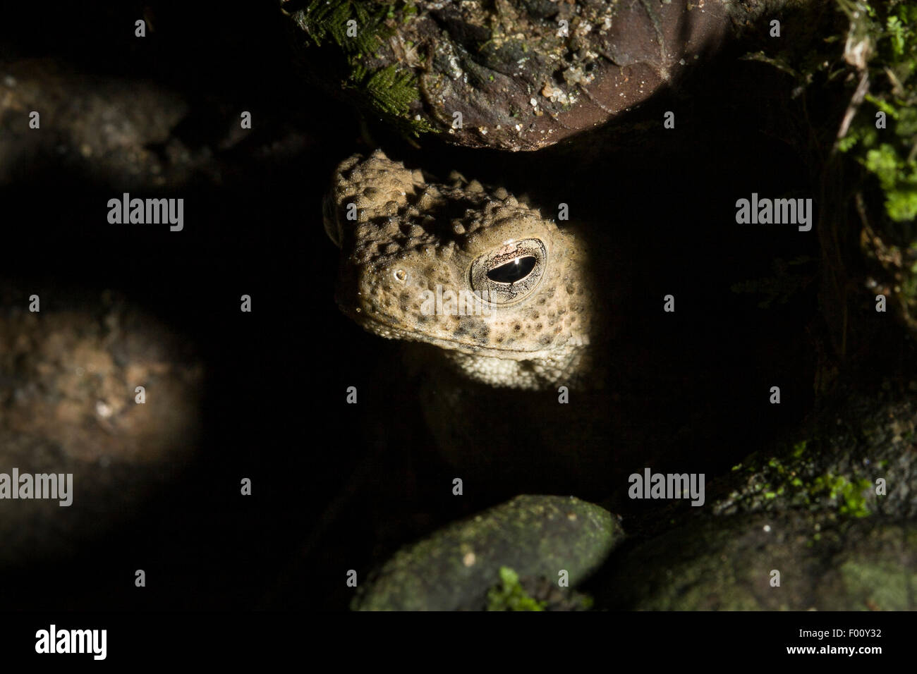 Giant river toad (Phrynoidis juxtaspera) hiding in the shadows Stock ...