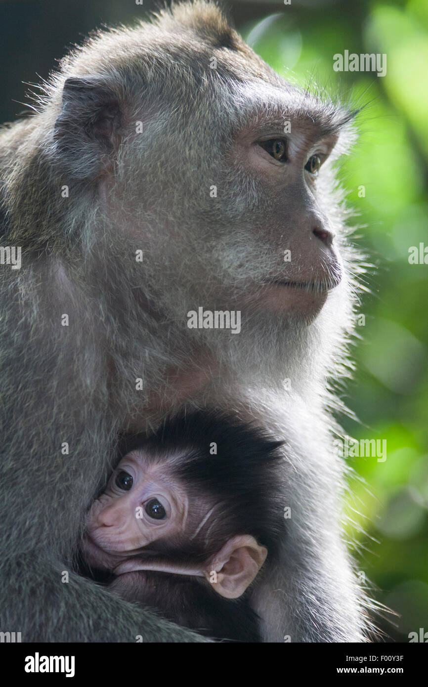 Baby monkey snuggling up to its mother Stock Photo - Alamy