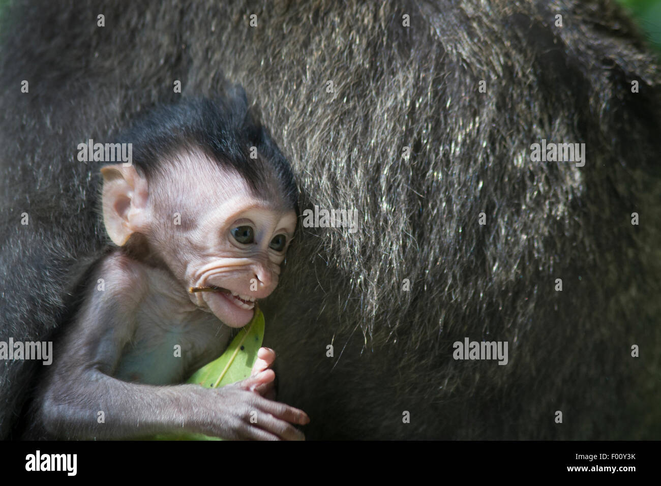 Baby monkey chewing on a leaf Stock Photo - Alamy