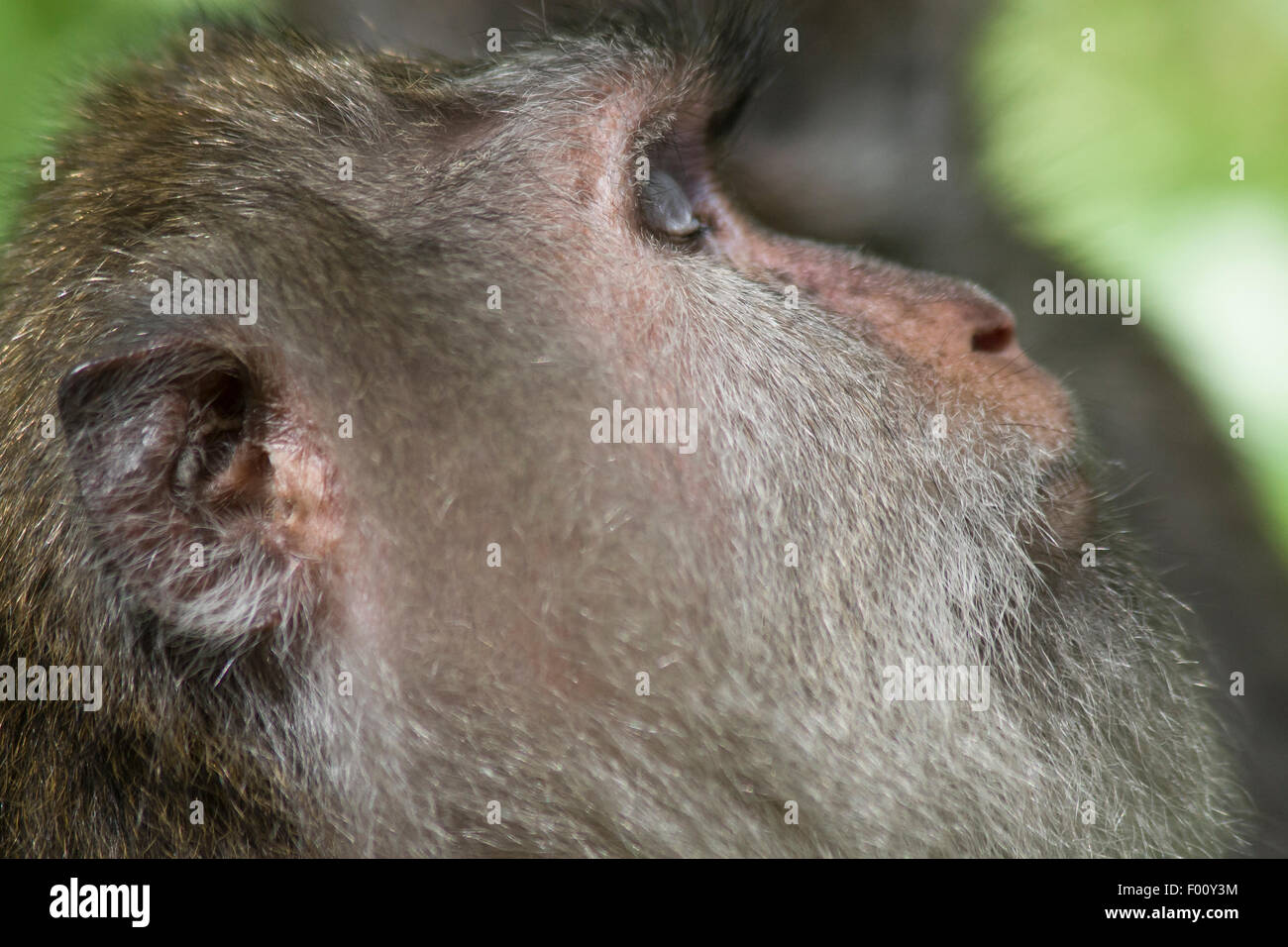 Haughty animal hi-res stock photography and images - Alamy