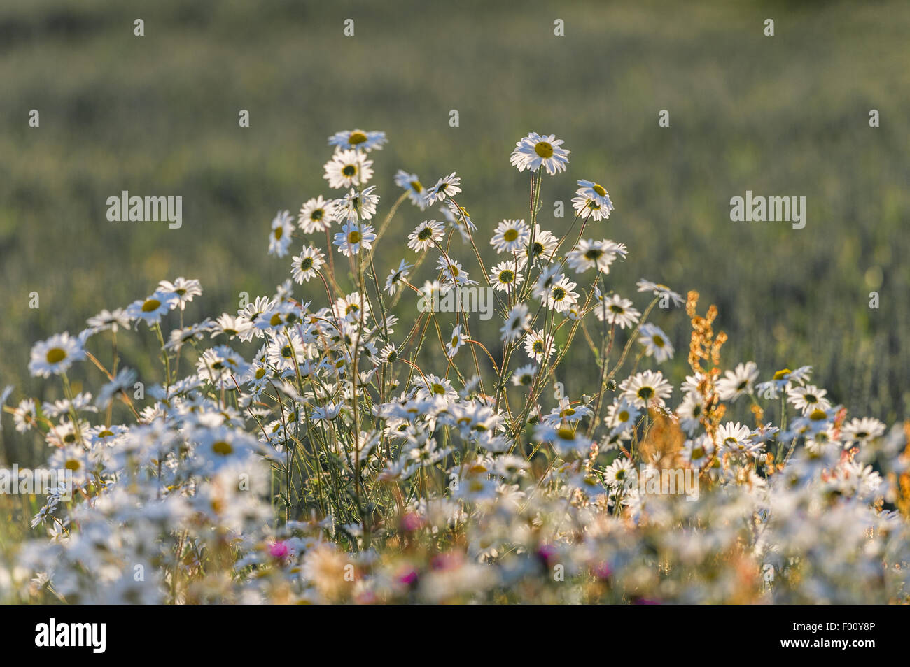 Ox-eye daisy flower in full bloom Stock Photo - Alamy