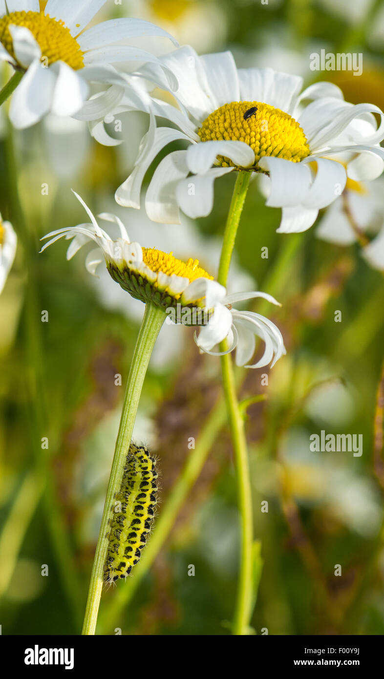 The six-spot burnet caterpillar climbing the stem of an Ox-eye daisy ...