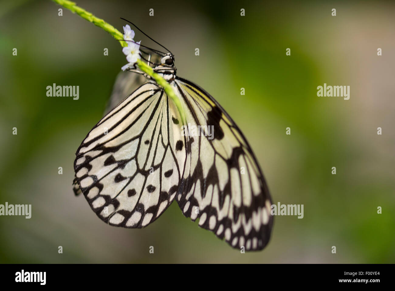 Tree Nymph Butterfly Stock Photo - Alamy