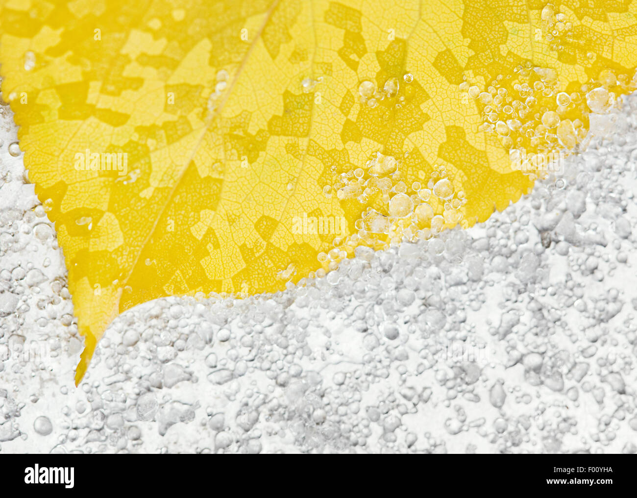 Close up leaf in hi-res stock photography and images - Alamy