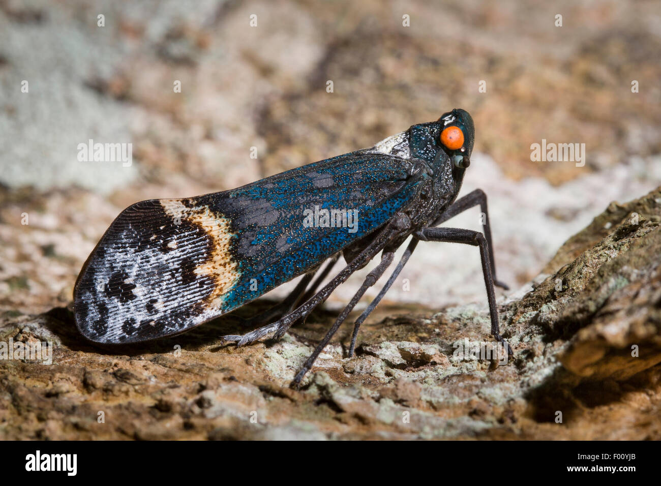 Lanternfly planthopper blue hi-res stock photography and images - Alamy