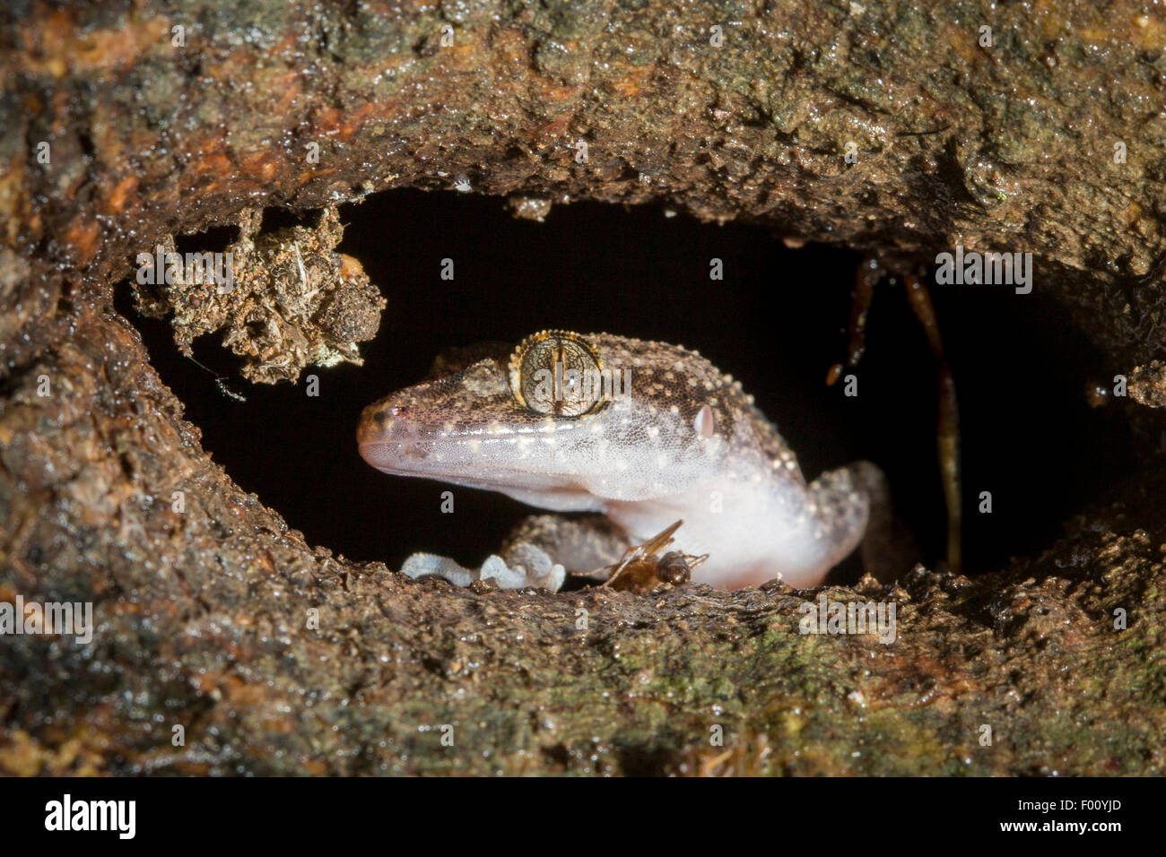 An assassin bug (upper left) camouflaged with detritus. The bent-toed ...