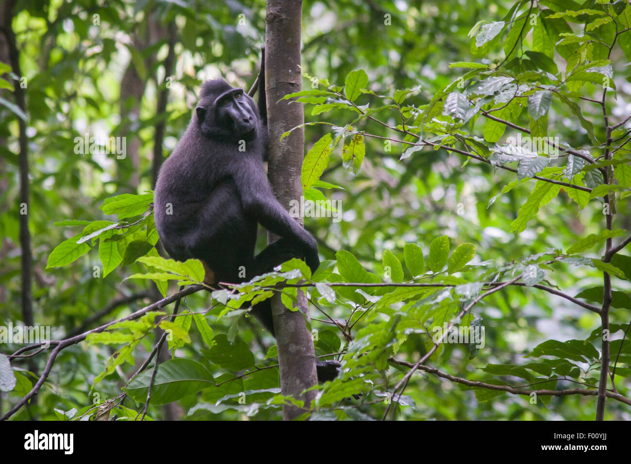 Black macaque climbing a tree. This species is endemic to Sulawesi and ...