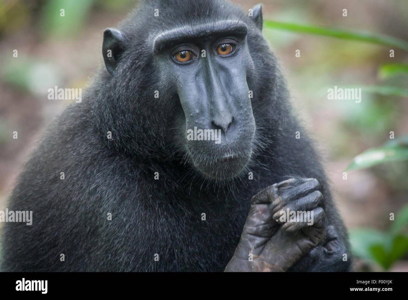 Portrait of a black macaque. This species is endemic to Sulawesi and is ...