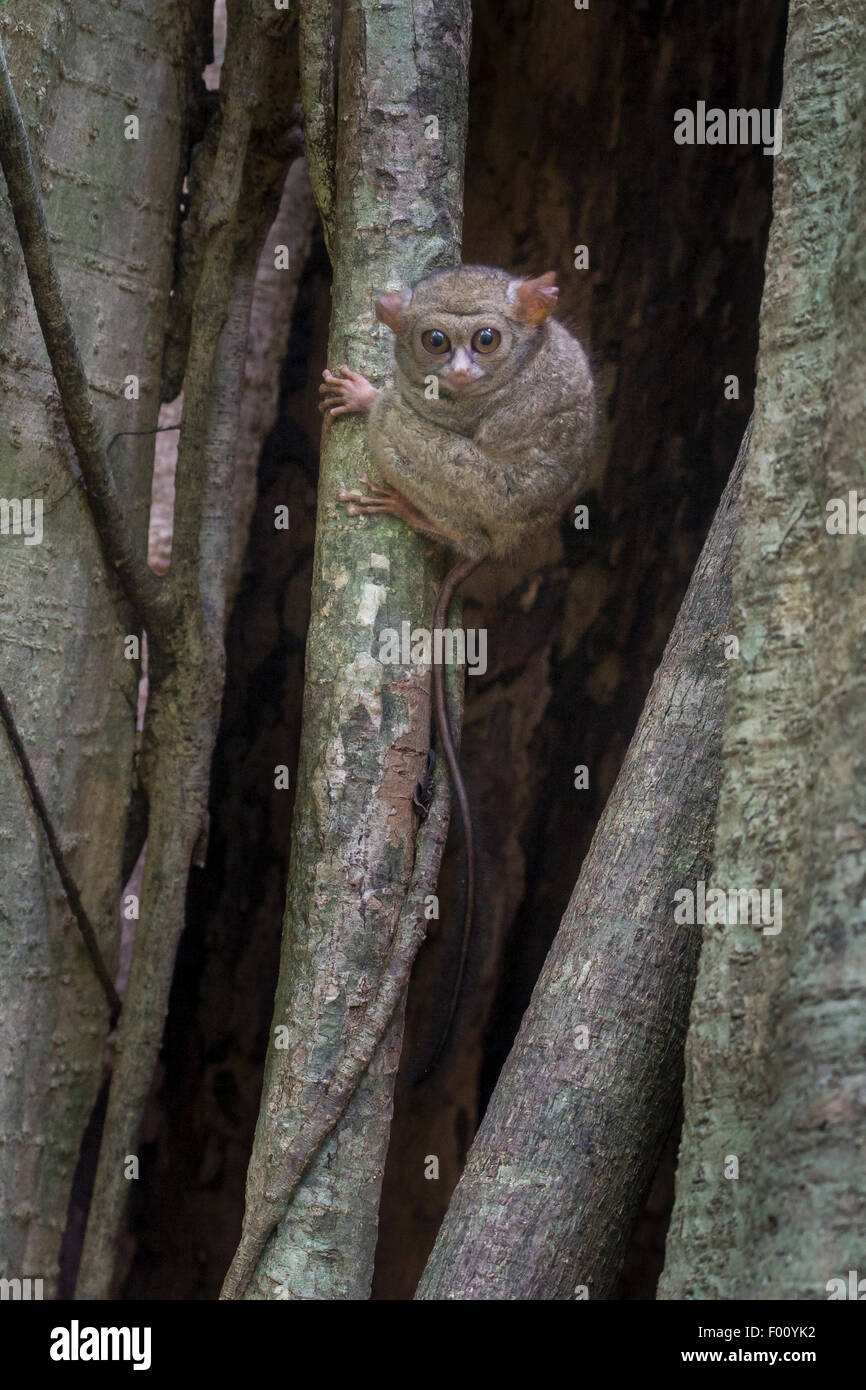 Spectral tarsier emerging from a tree cavity at dusk Stock Photo - Alamy