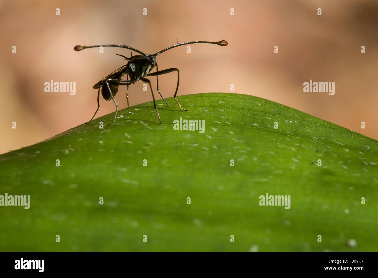 Eye Stalks High Resolution Stock Photography and Images - Alamy