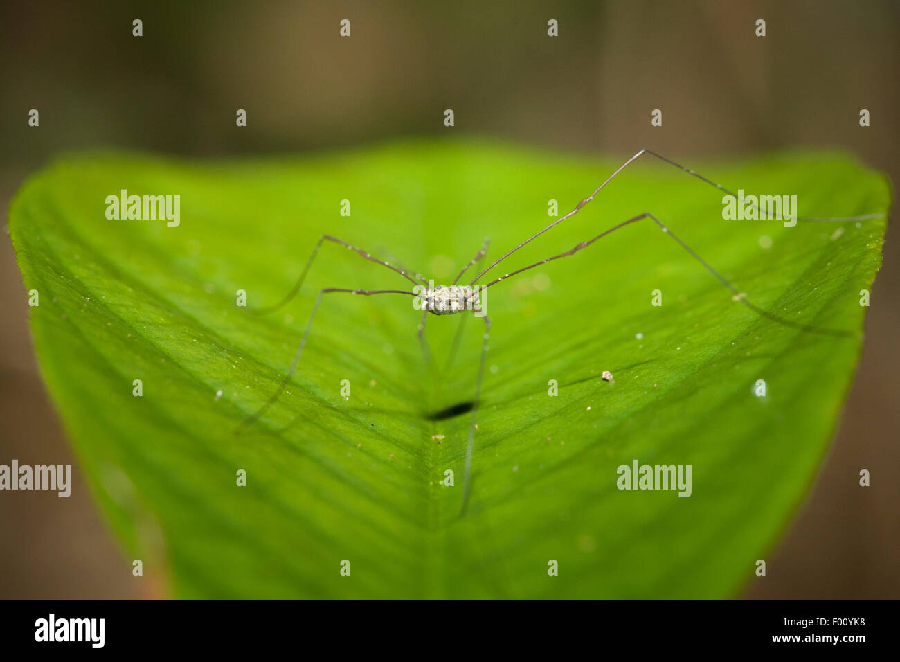 Harvestman arachnida hi-res stock photography and images - Alamy