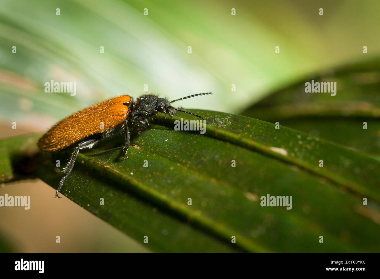 Orange beetle hi-res stock photography and images - Alamy