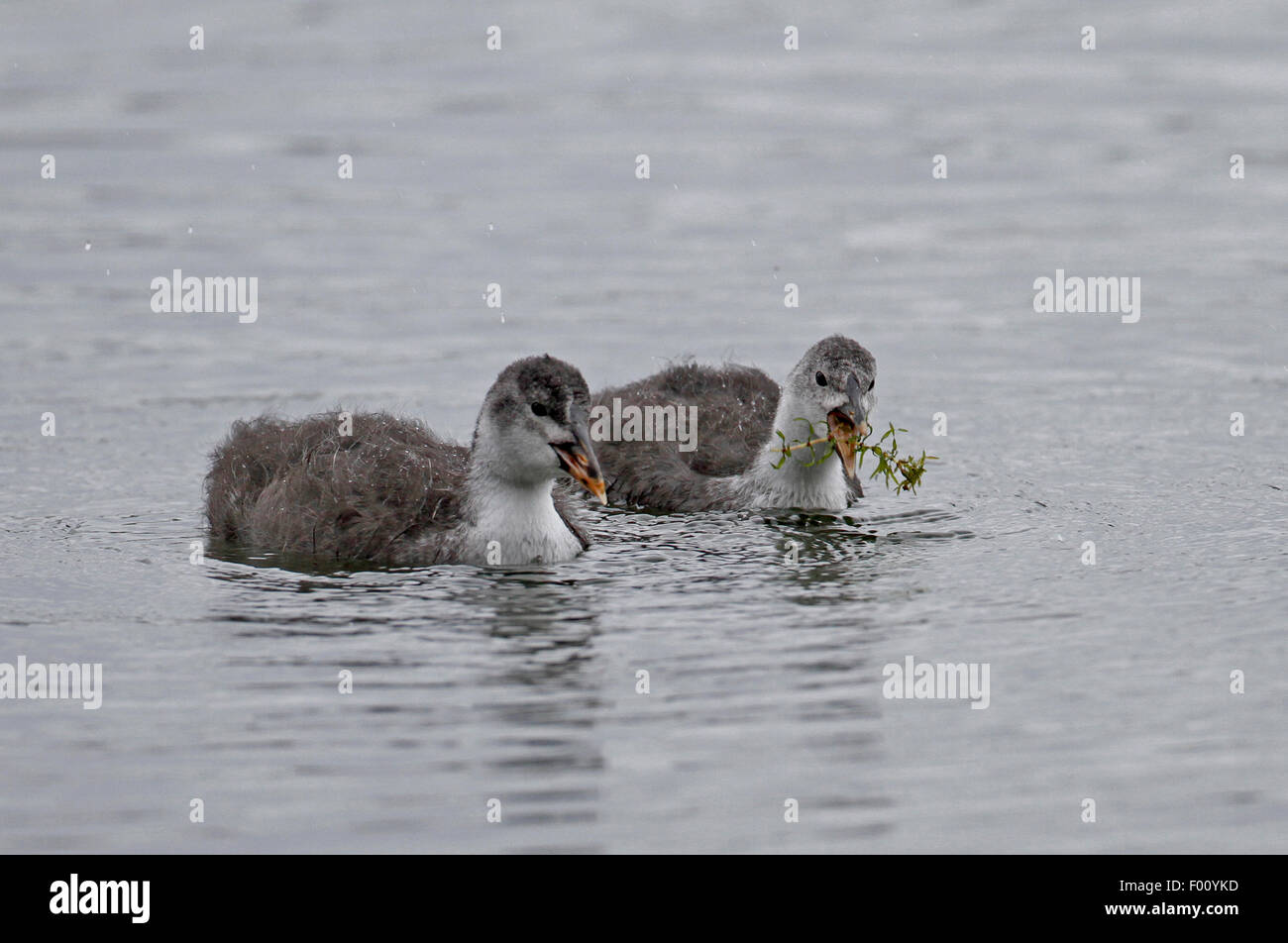 Common coots feet hi-res stock photography and images - Alamy