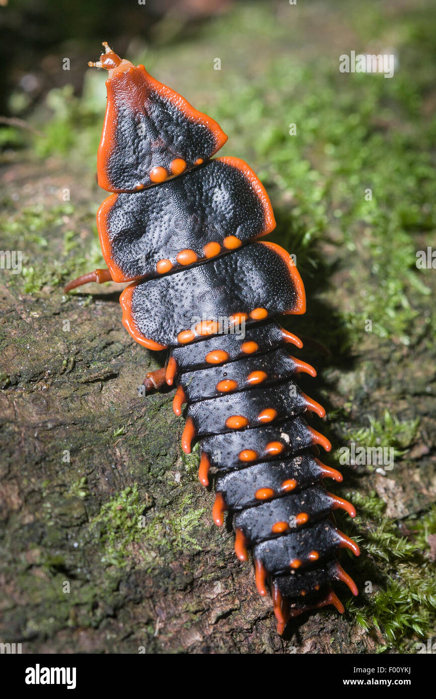 A female trilobite beetle. Females retain the larval form even as ...