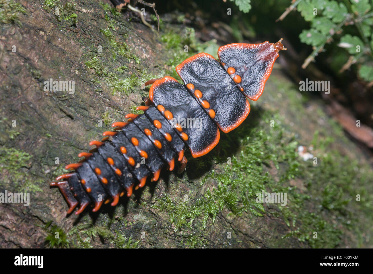 A female trilobite beetle. Females retain the larval form even as ...