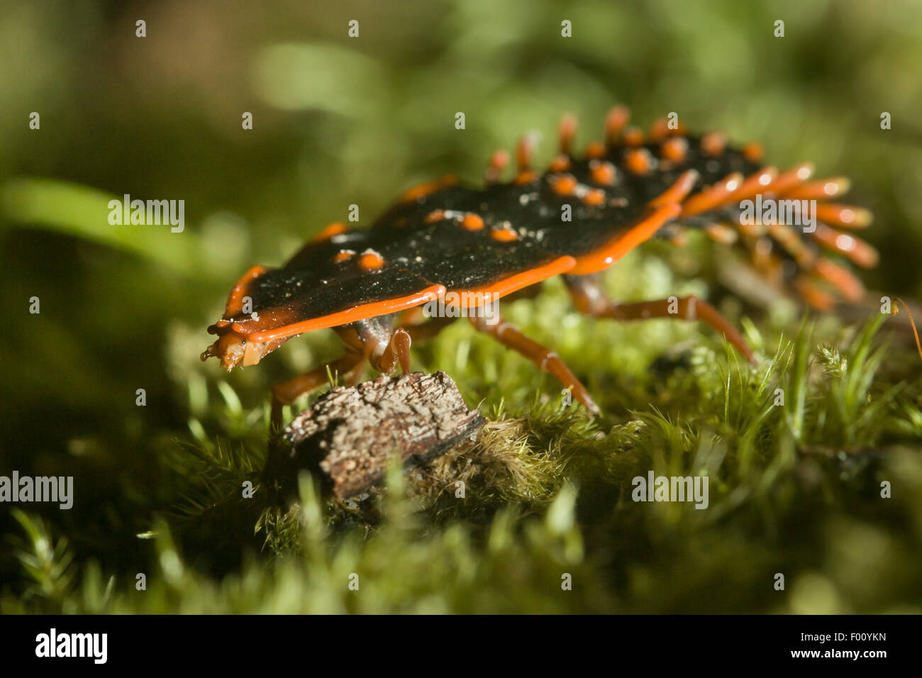 Neotenous neoteny beetle insect lycidae hi-res stock photography and ...