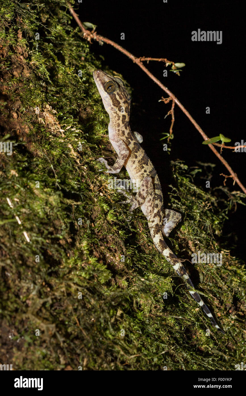 Kinabalu bent-toed gecko (Cyrtodactylus baluensis) on a tree trunk at ...