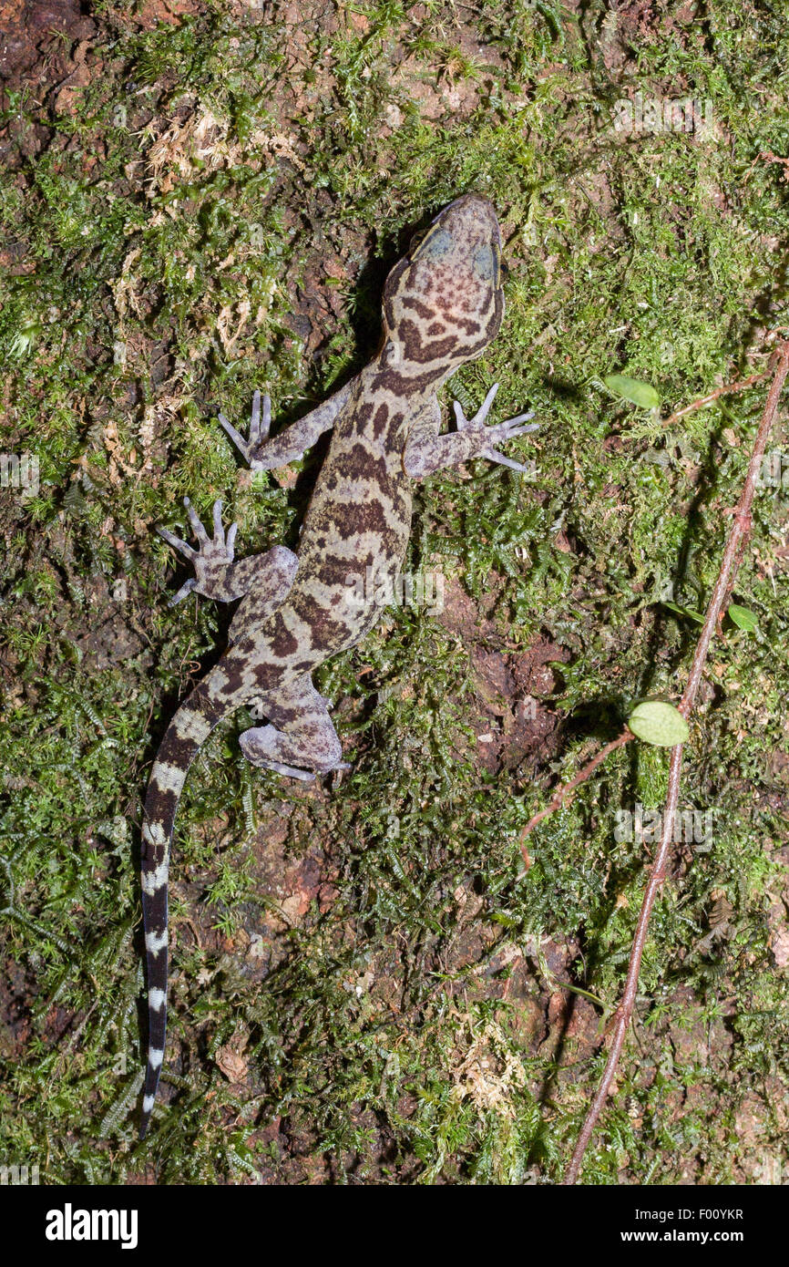 Kinabalu bent-toed gecko (Cyrtodactylus baluensis) on a tree trunk at ...
