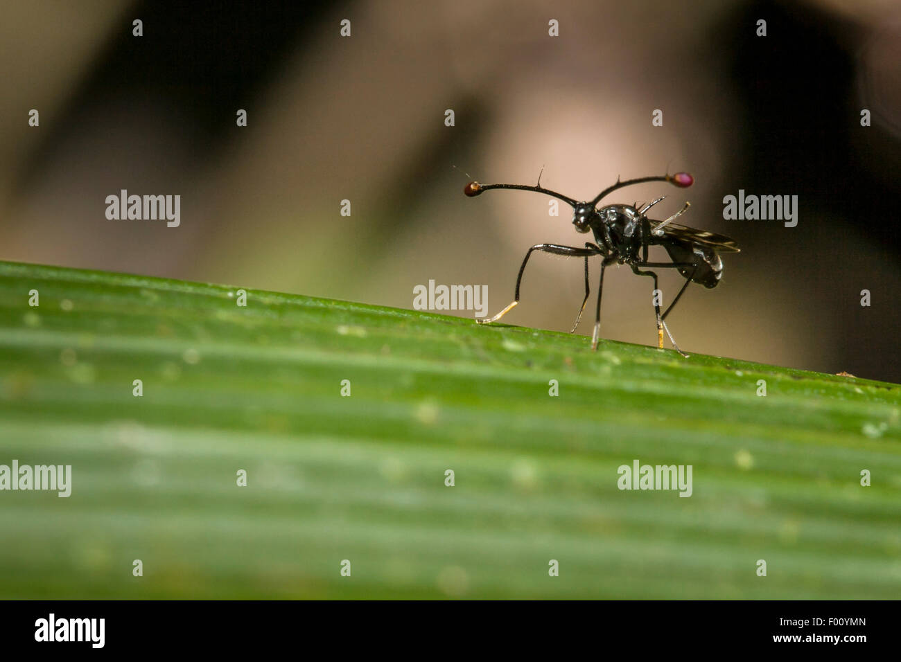 Eye Stalks High Resolution Stock Photography and Images - Alamy
