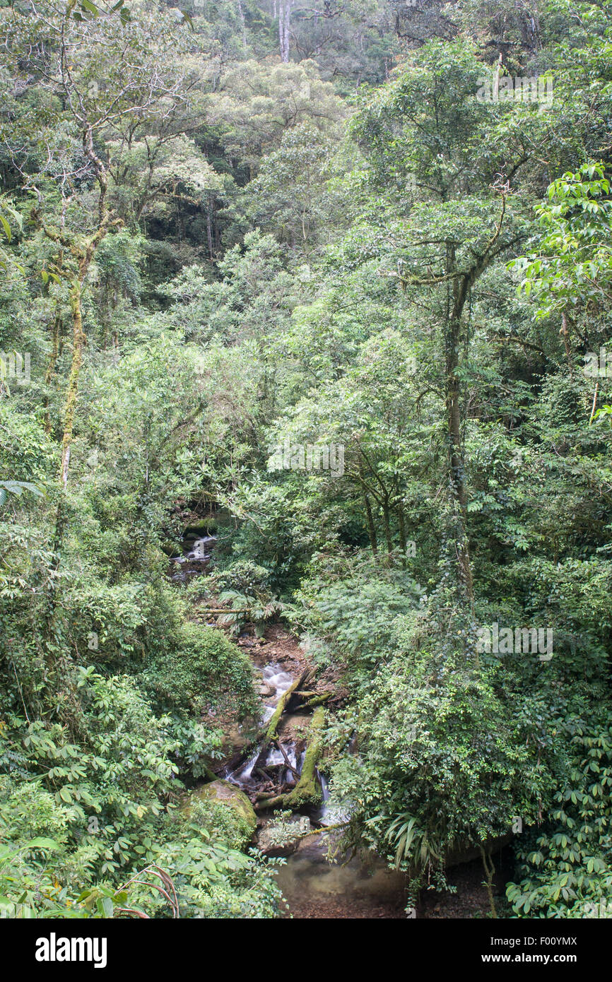 Jungle stream. Photographed in Kinabalu Park, Malaysian Borneo Stock ...