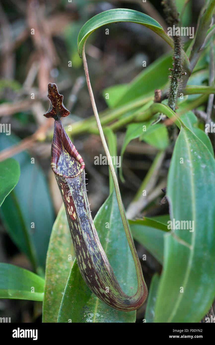 Carnivorous pitcher plant (Nepenthes sp.), photographed in Kinabalu ...