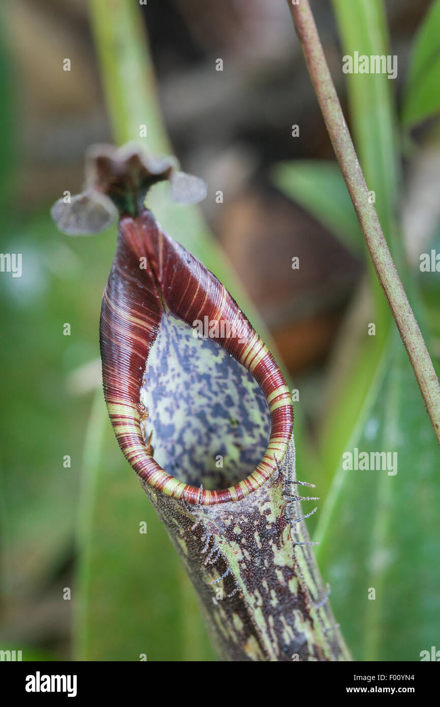 Carnivorous pitcher plant (Nepenthes sp.), photographed in Kinabalu ...