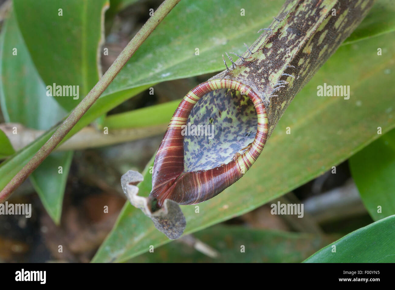 Carnivorous pitcher plant (Nepenthes sp.), photographed in Kinabalu ...