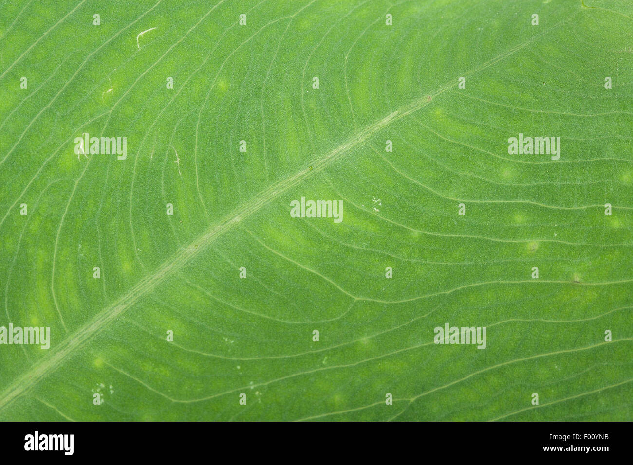 Close up of a leaf Stock Photo - Alamy