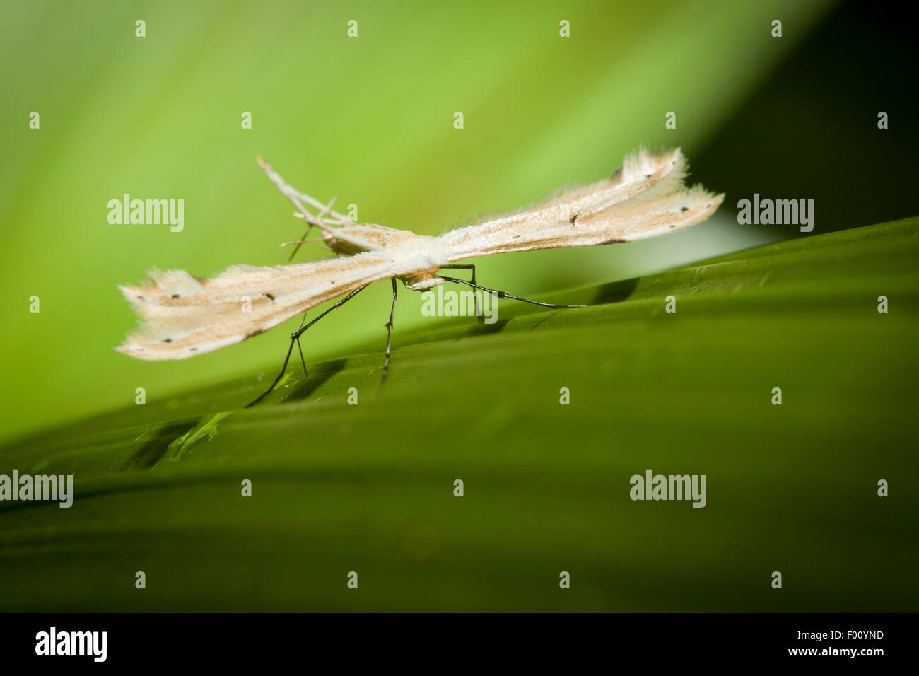 A plume moth (family Pterophoridae) perched on a leaf Stock Photo - Alamy