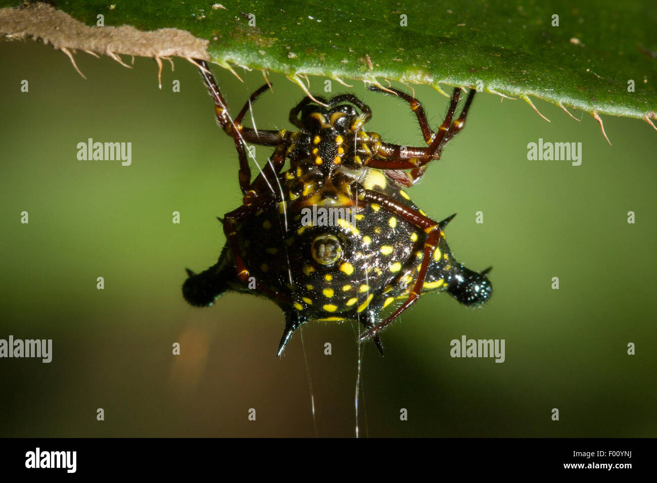 Underside of an ornate spiny orb-weaving spider Stock Photo - Alamy