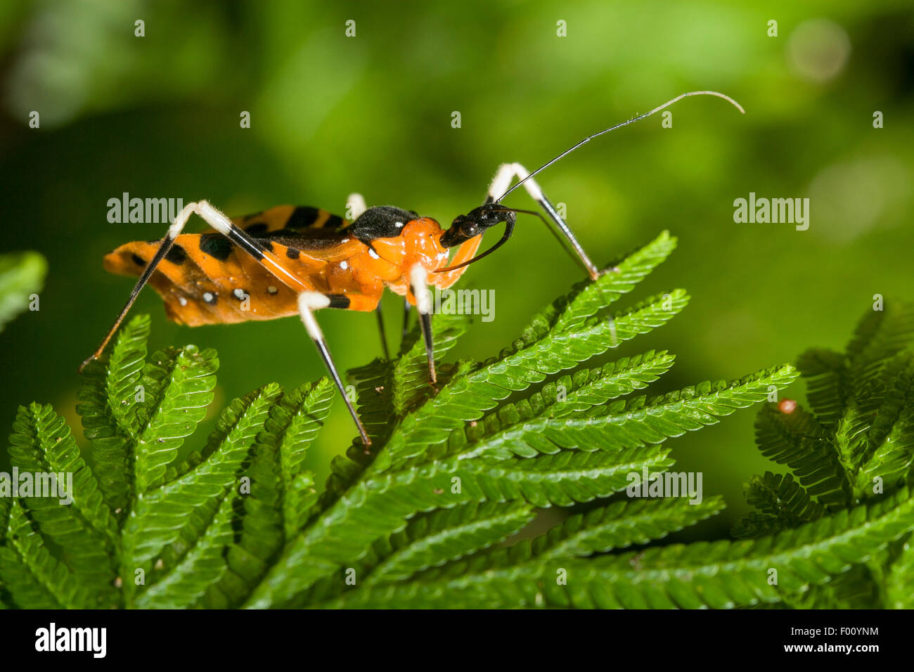 Assassin bug hi-res stock photography and images - Alamy