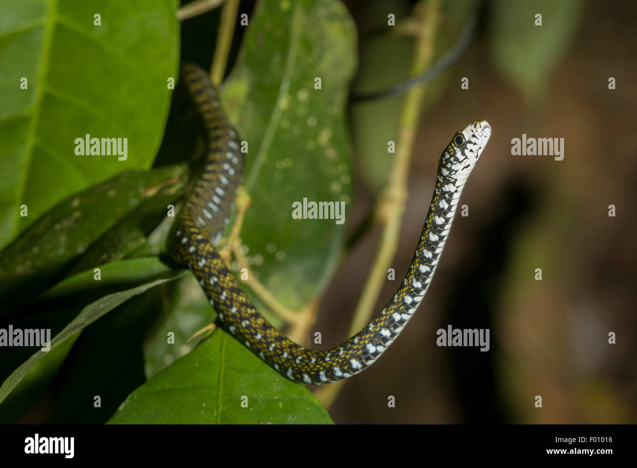 A white-fronted water snake (Amphiesma flavifrons Stock Photo - Alamy