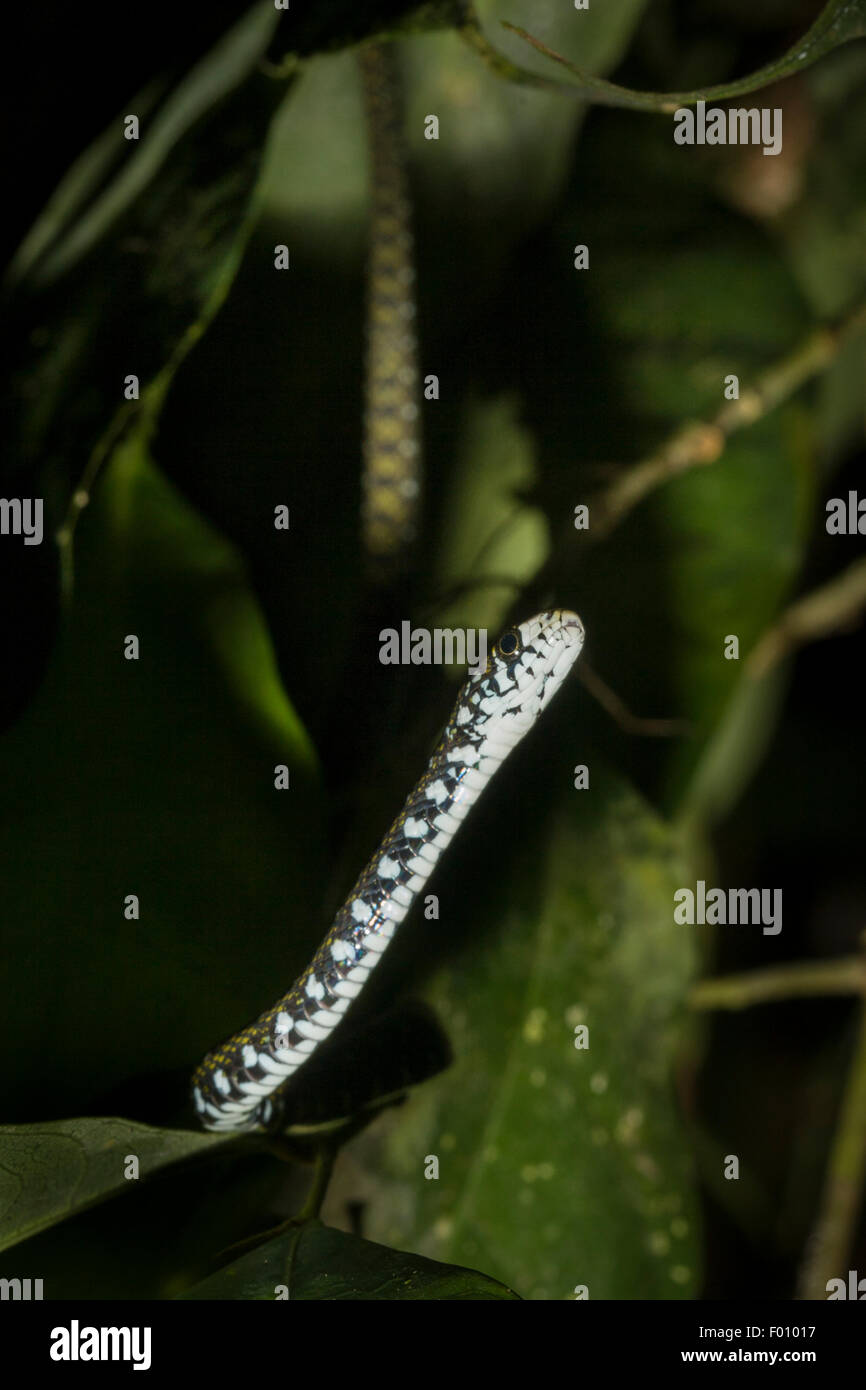 Amphiesma hi-res stock photography and images - Alamy