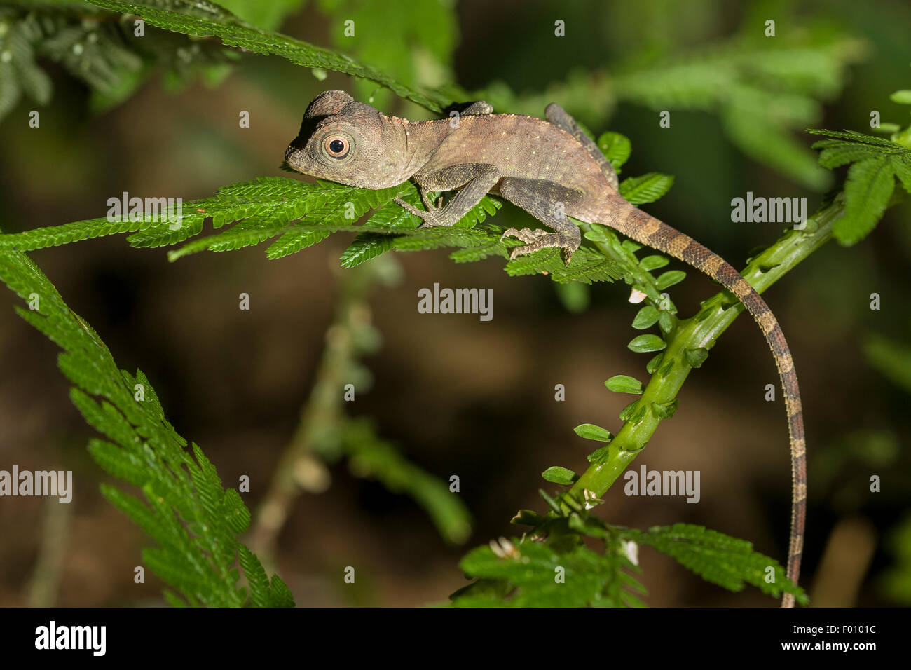 Juvenile Borneo anglehead lizard (Gonocephalus borneensis Stock Photo ...