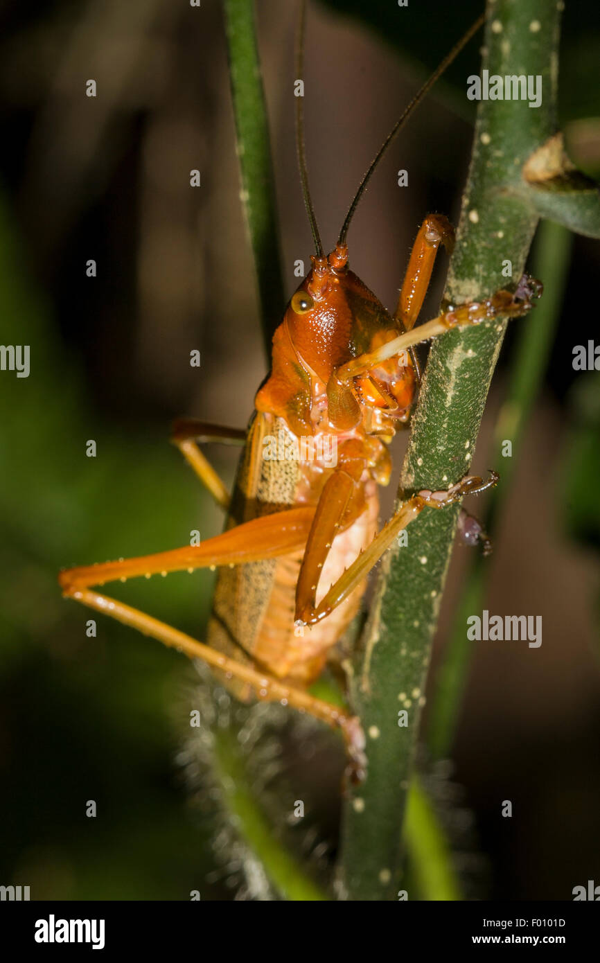 The family tettigoniidae hi-res stock photography and images - Alamy