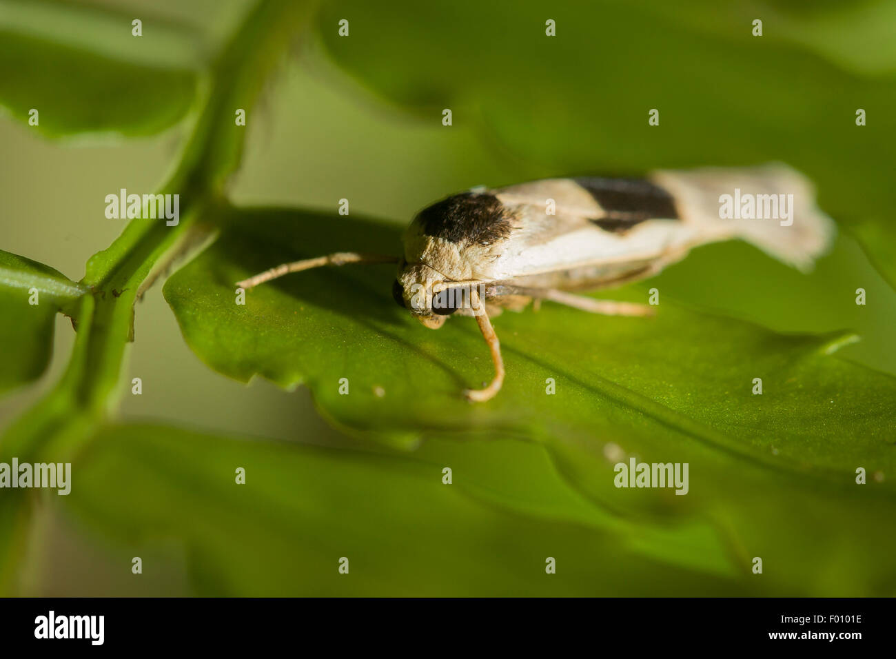 Small moth hi-res stock photography and images - Alamy