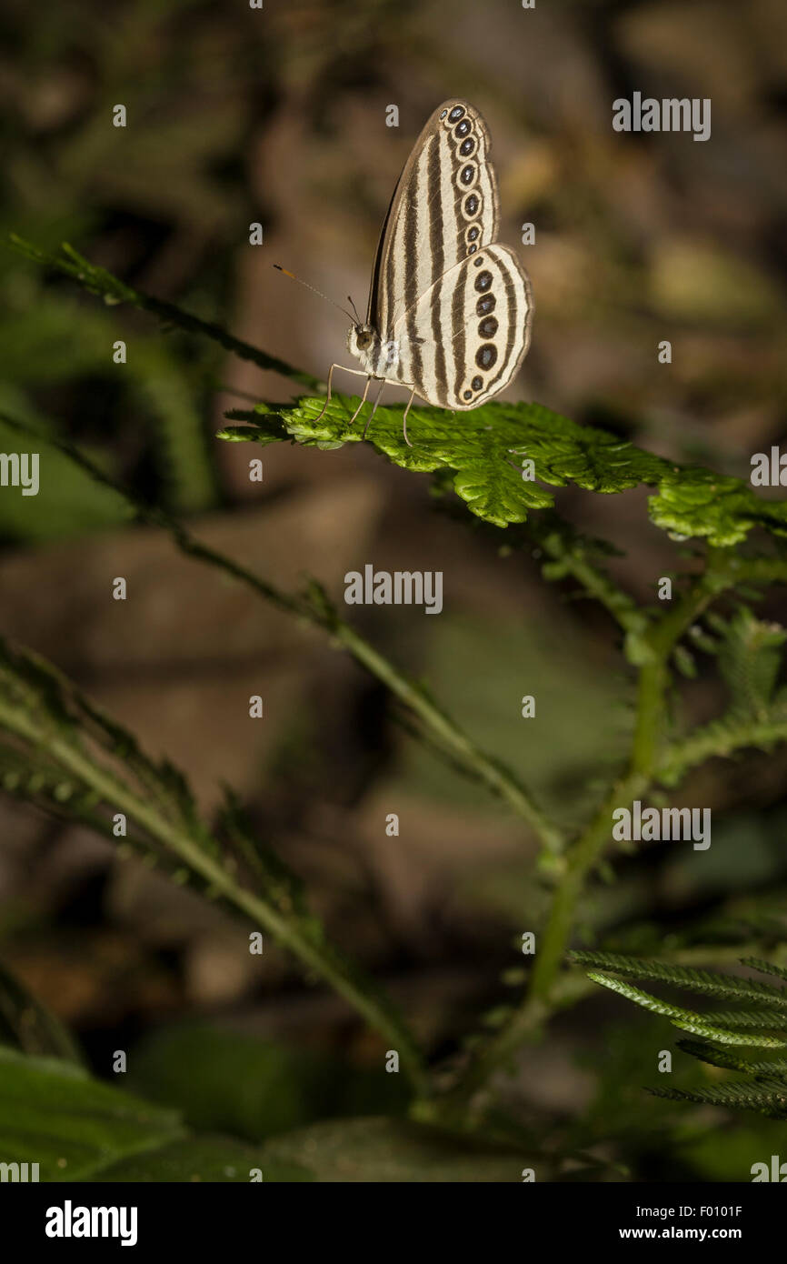 Butterfly on a leaf Stock Photo - Alamy