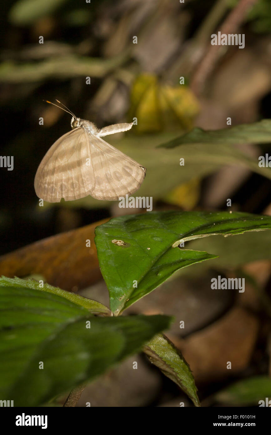 Butterfly in flight hi-res stock photography and images - Alamy