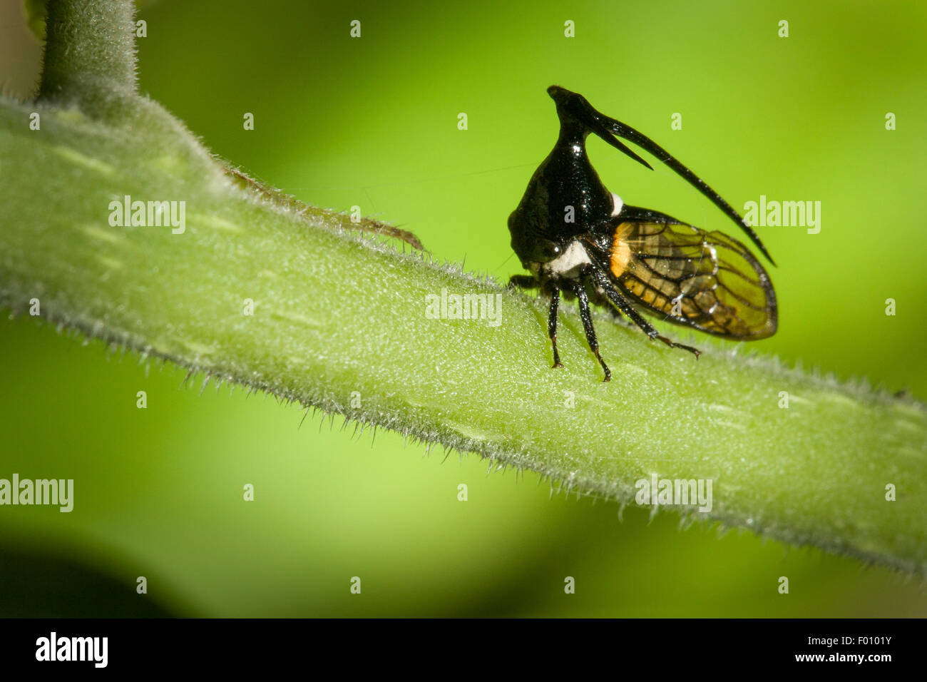 Treehopper hi-res stock photography and images - Alamy